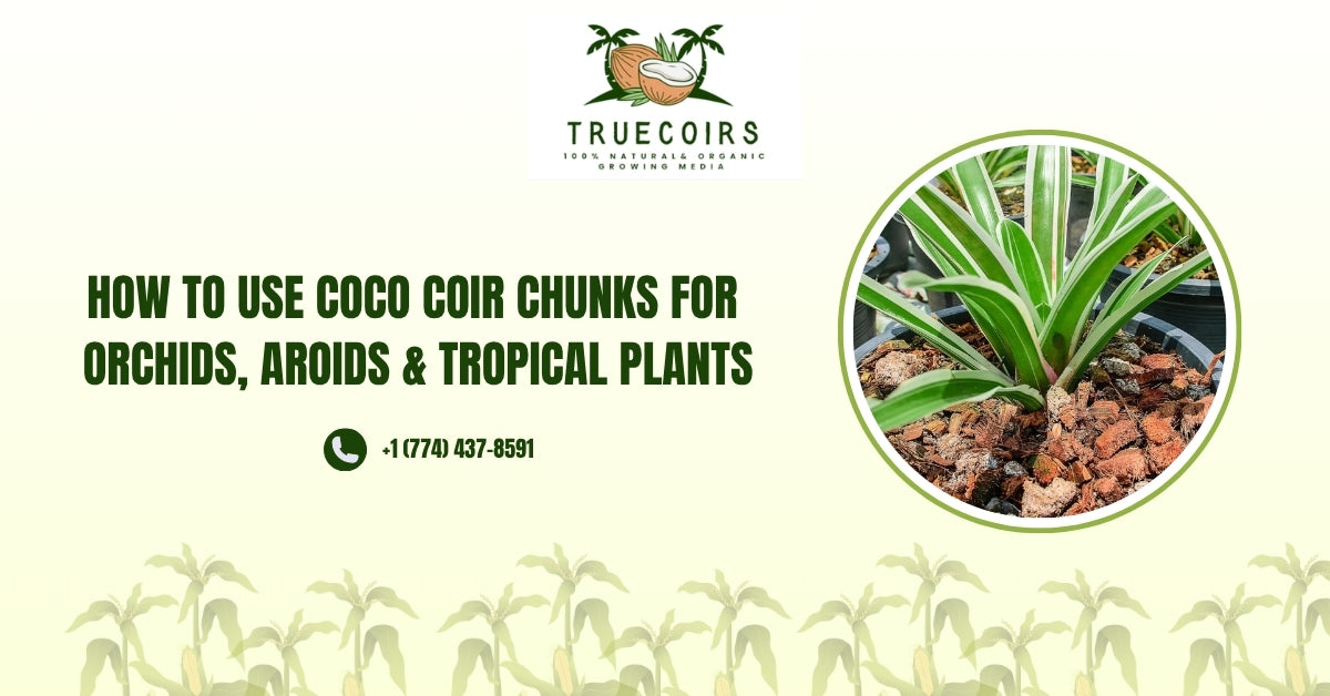 How to Use Coco Coir Chunks for Orchids, Aroids & More– TrueCoirs