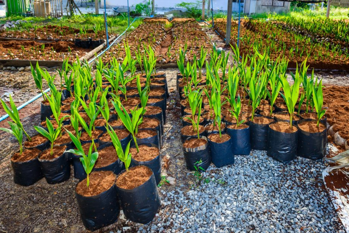 How to Use Coconut Coir for Planting & Reuse It Easily | True Coirs ...